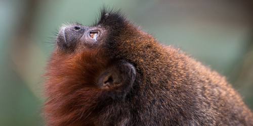 Zoos, Aquariums, Animals - Providence, RI - Where to Visit